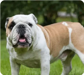 Dogwalker Essen | Der Hund - Professionelle Hundebetreuung und ...